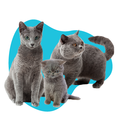 Najpiękniejsze rasy kotów o szarym umaszczeniu. Jakie?